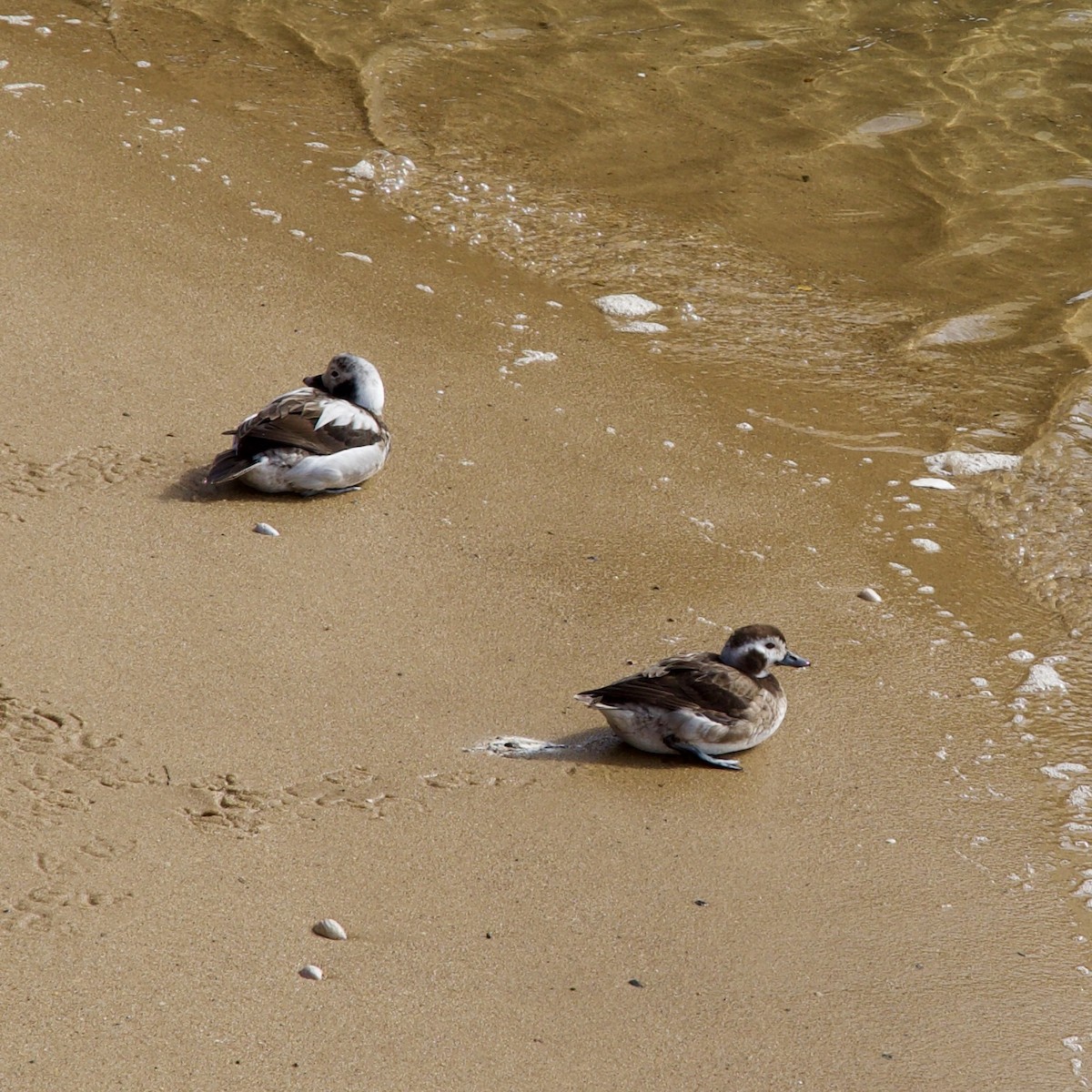 eBird Checklist - 23 Feb 2025 - MacMillan Wharf - 14 species