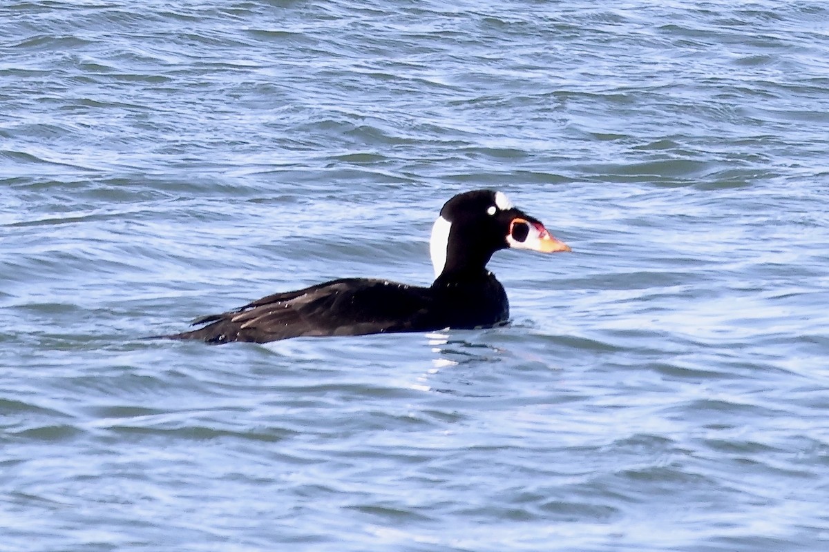 Maryland-DC Breeding Bird Atlas Checklist - 23 Feb 2025 - Ocean City ...