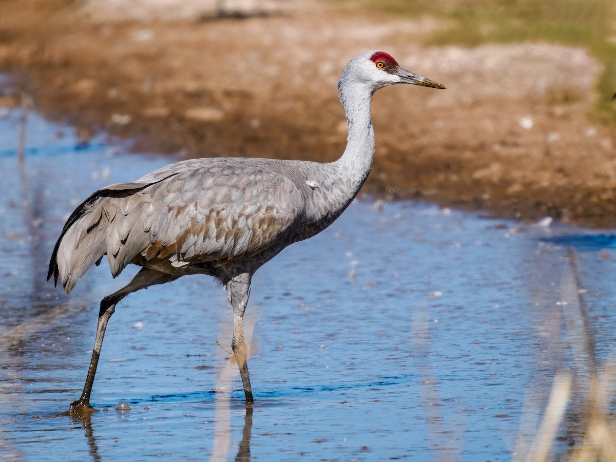 eBird Checklist - 23 Feb 2025 - Whitewater Draw Wildlife Area - 24 species