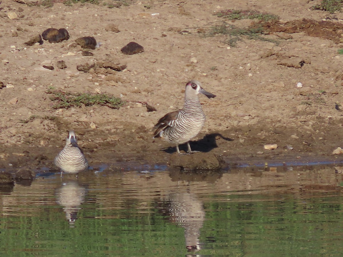 eBird Checklist - 24 Feb 2025 - Point Hut Road dam (Gordon) - 16 species