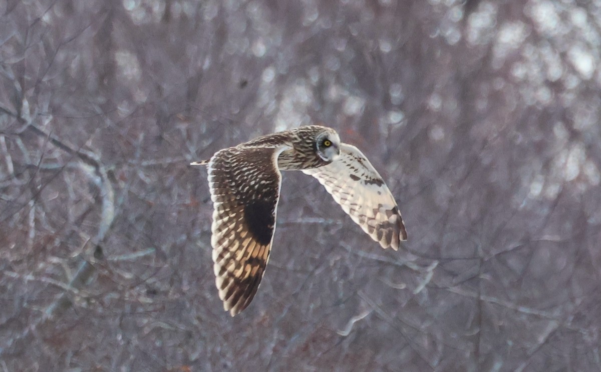 eBird Checklist - 23 Feb 2025 - Parker River NWR - 19 species