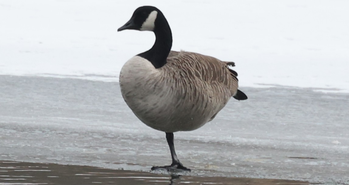 eBird Checklist - 23 Feb 2025 - Chugnut River Walk - 27 species (+1 ...