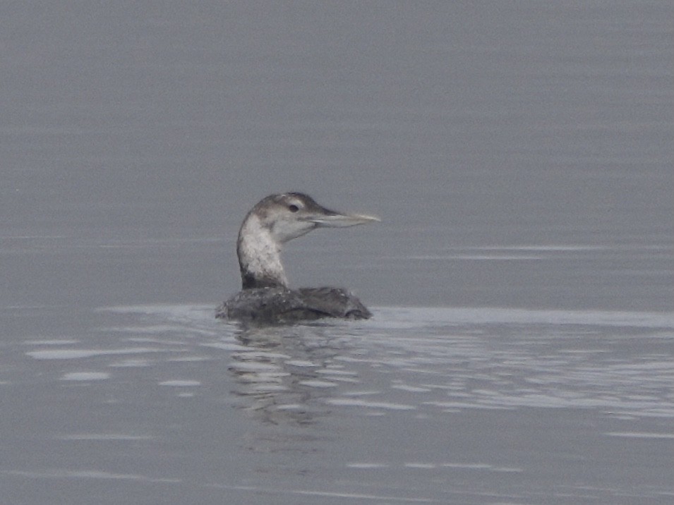 eBird Checklist - 23 Feb 2025 - Bodega Harbor--Spud Point and marina ...