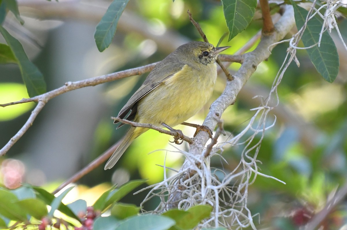 eBird Checklist - 23 Feb 2025 - Margaret Buschman Park - 32 species