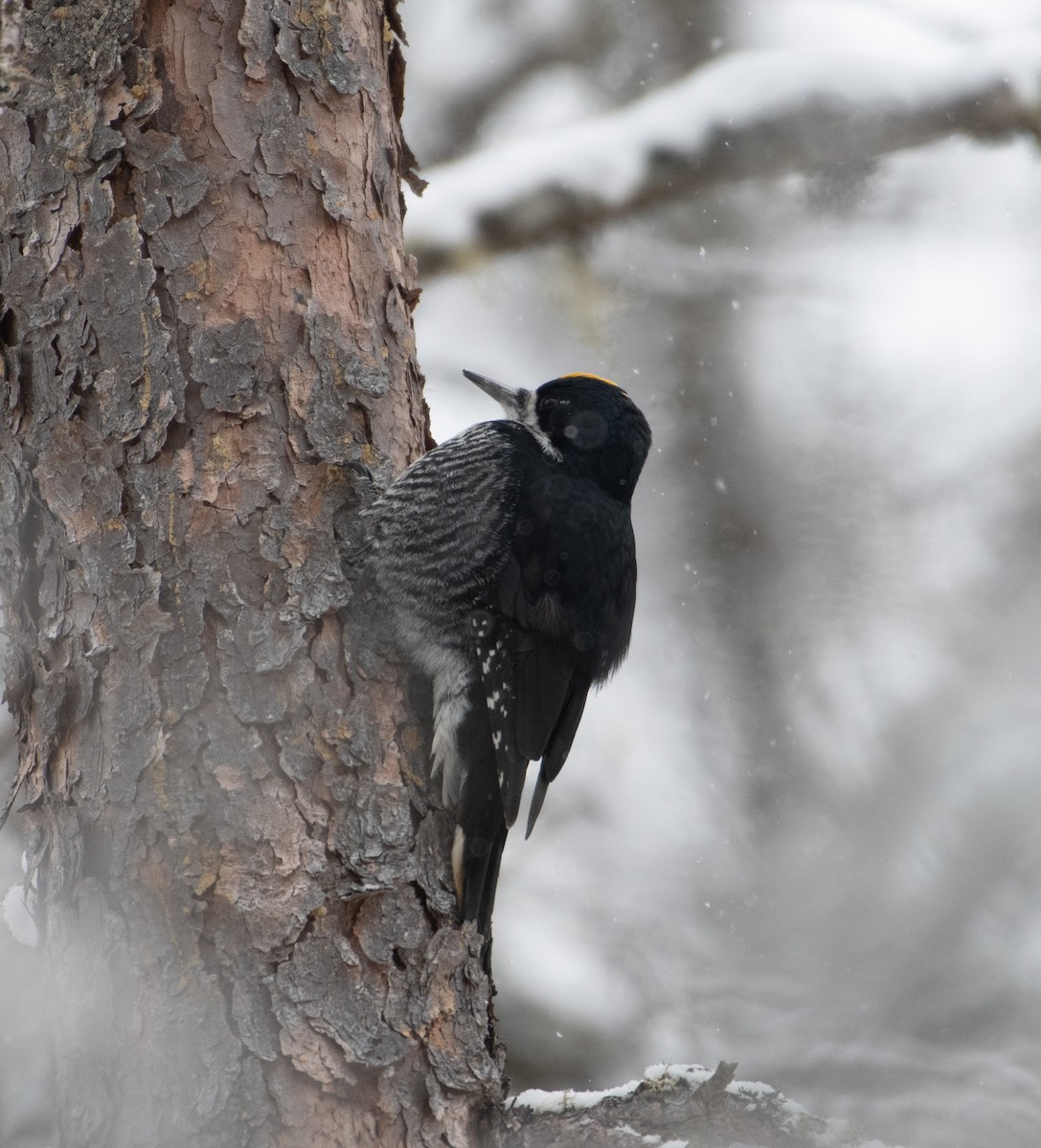 eBird Checklist - 8 Feb 2025 - Peshekee Grade - 7 species