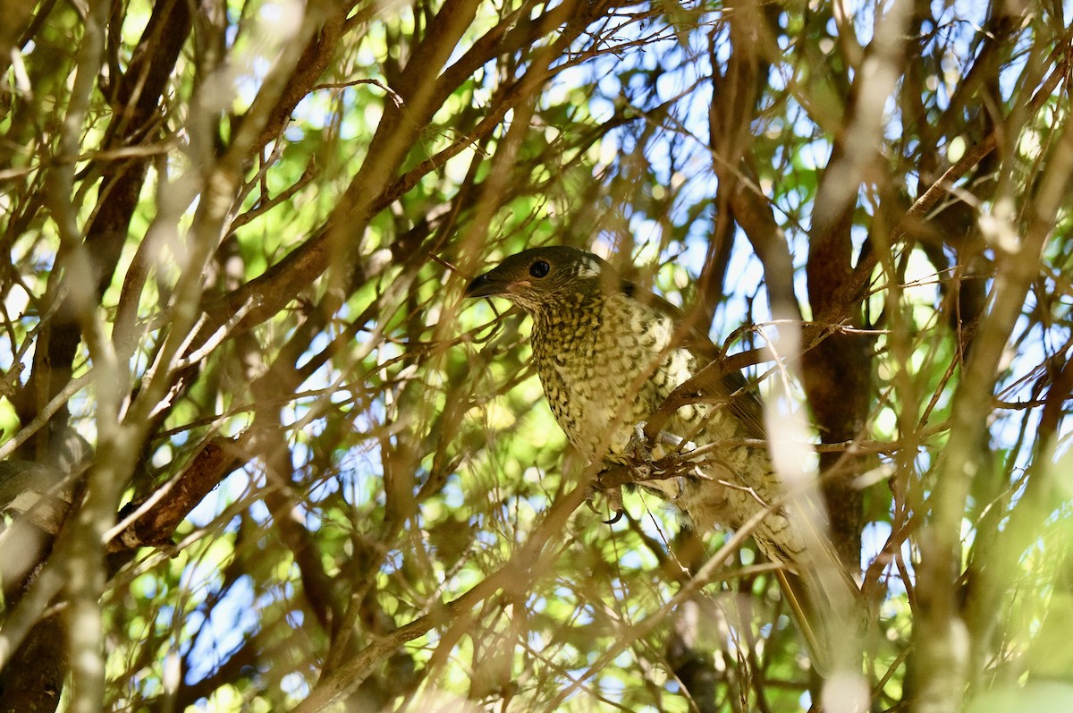 eBird Checklist - 24 Feb 2025 - Great Otway National Park--Carisbrook ...