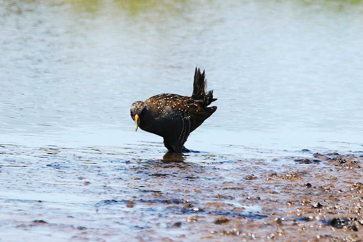 eBird Checklist - 24 Feb 2025 - Kedron Brook Wetlands Reserve - 22 species