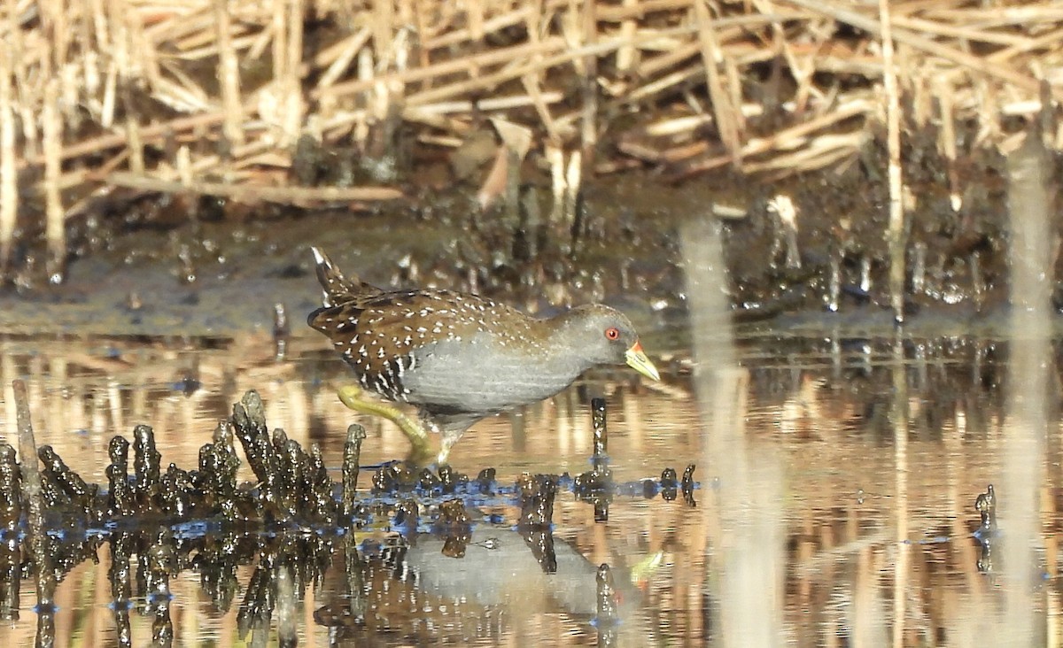 eBird Checklist - 24 Feb 2025 - Kedron Brook Wetlands Reserve - 30 species