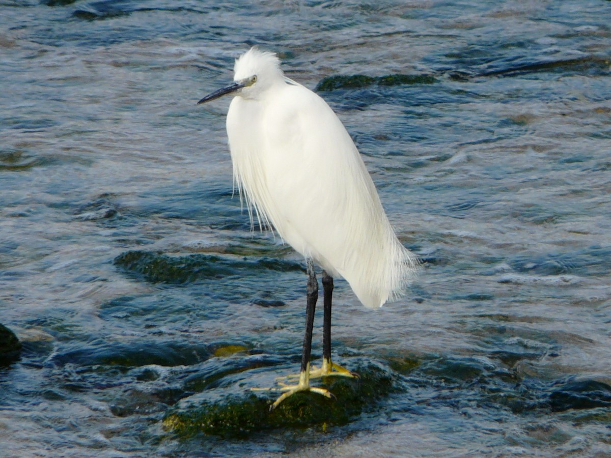 eBird Checklist - 20 Feb 2025 - Port de Sóller - 13 species