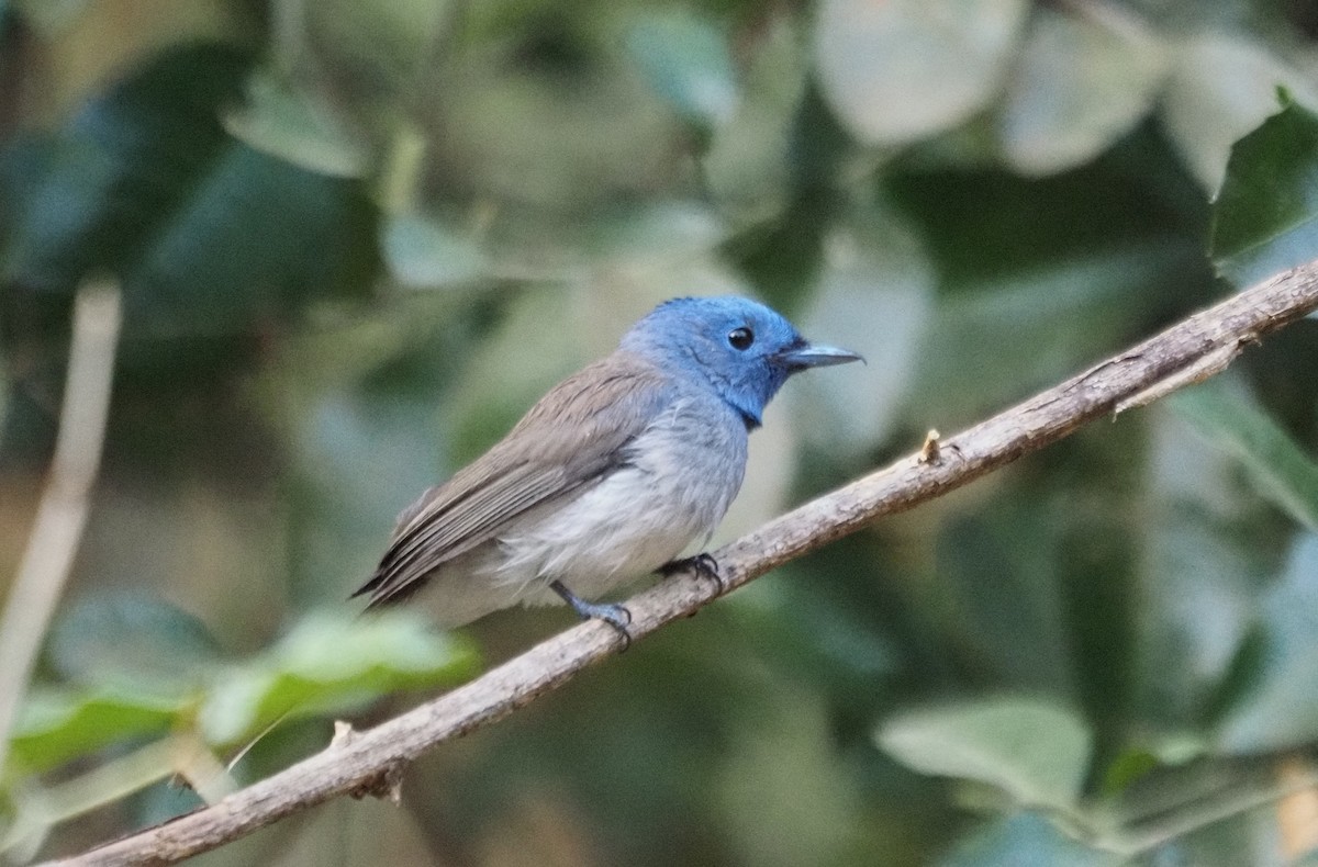Black-naped Monarch - Hypothymis azurea - Medya Ara - Macaulay Library ...