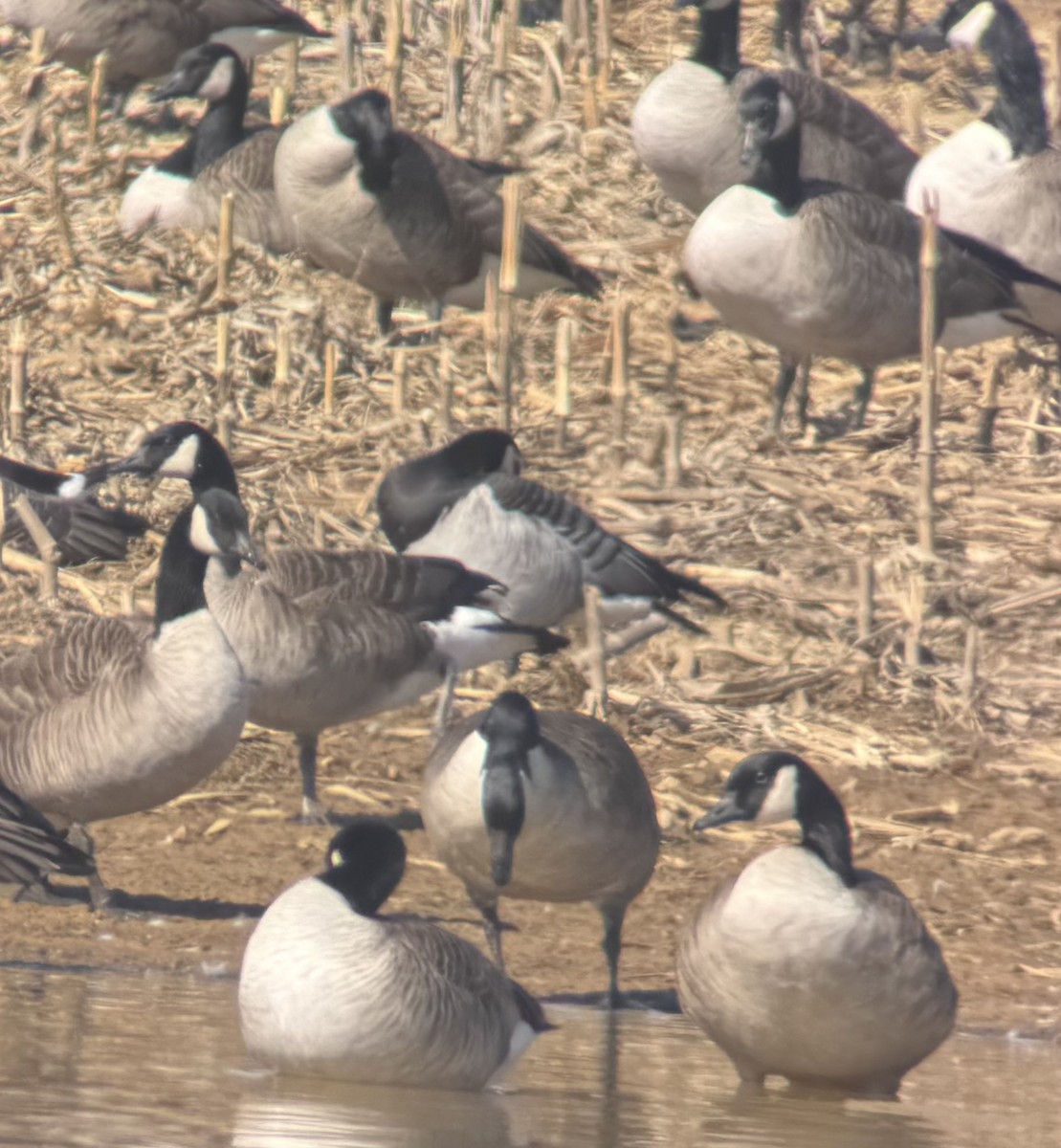 Pennsylvania Bird Atlas Checklist - 24 Feb 2025 - Alburtis Rd. Retention Ponds - 7 species (+1 ...