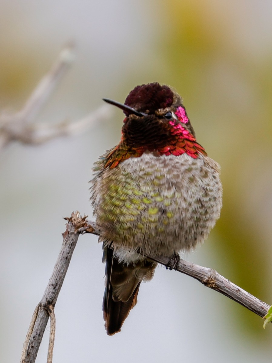 eBird Checklist - 16 Jan 2025 - San Elijo Lagoon--west - 28 species