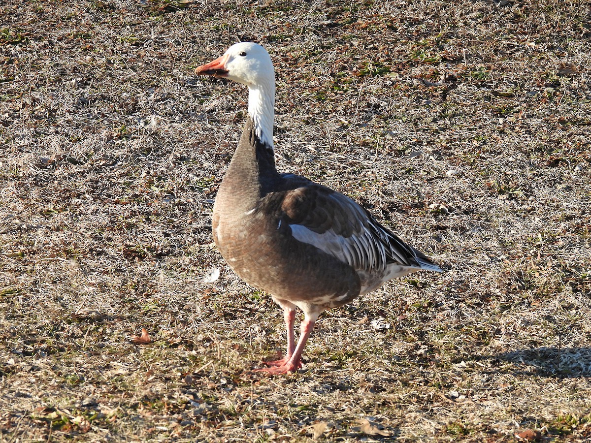 ML631221533 - Snow Goose - Macaulay Library