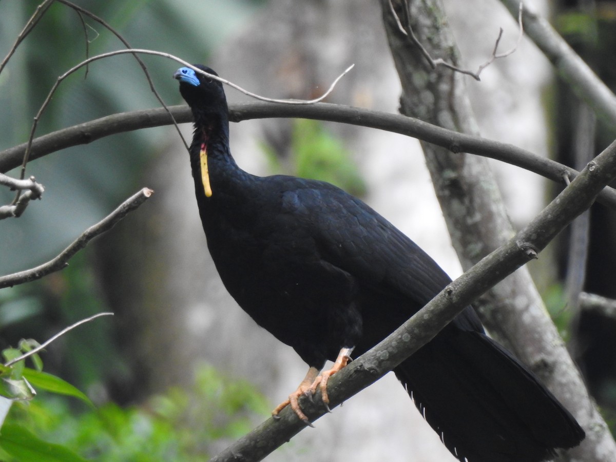 Wattled Guan - Aburria aburri - Media Search - Macaulay Library and eBird
