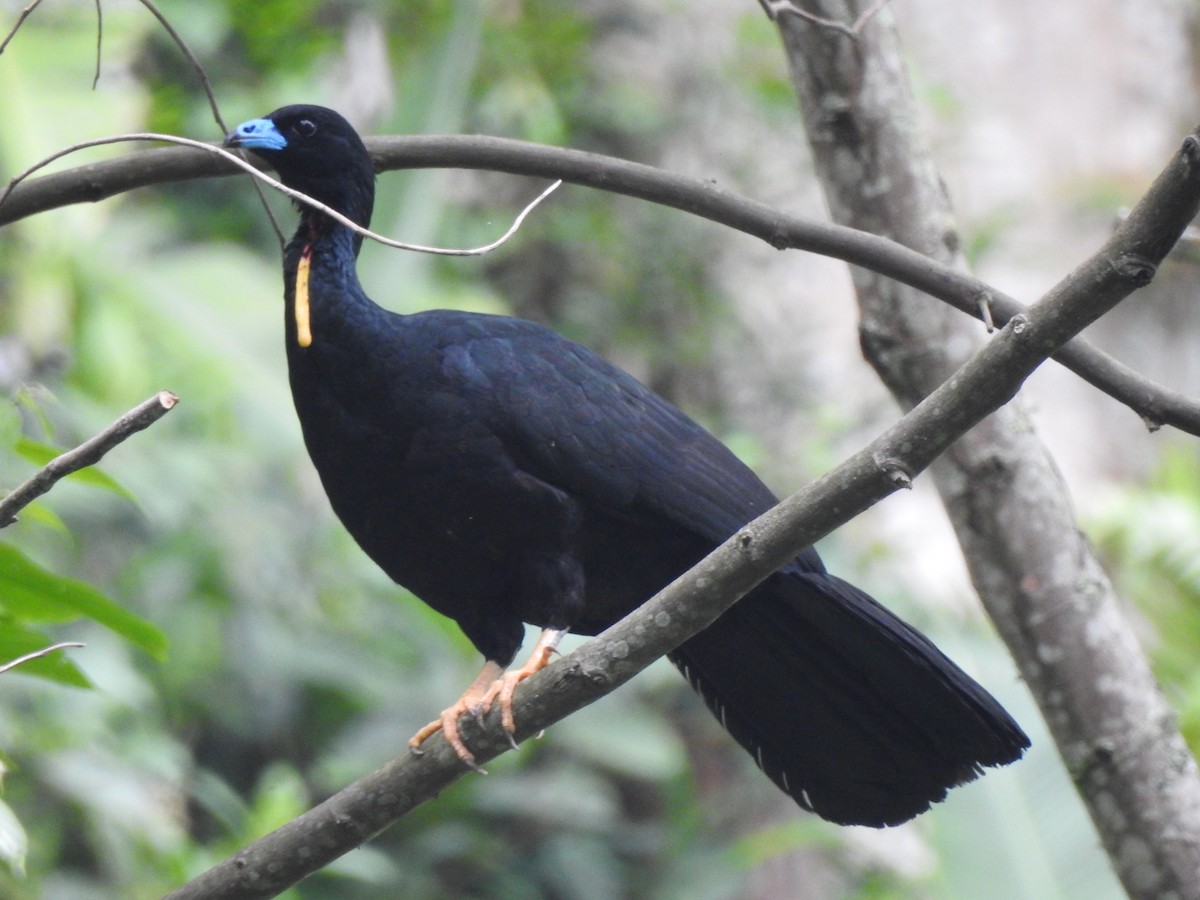 Wattled Guan - Aburria aburri - Media Search - Macaulay Library and eBird