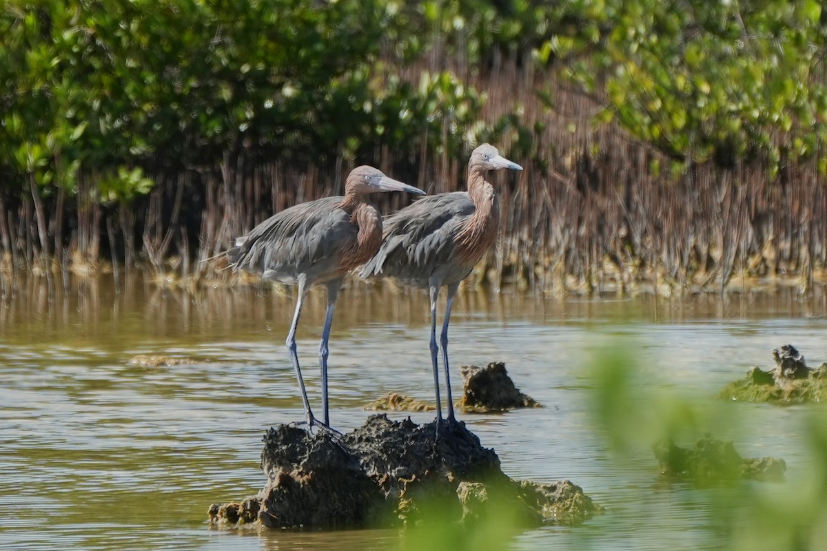 eBird Checklist - 28 Nov 2022 - Laguna flamingos - 16 species (+1 other ...