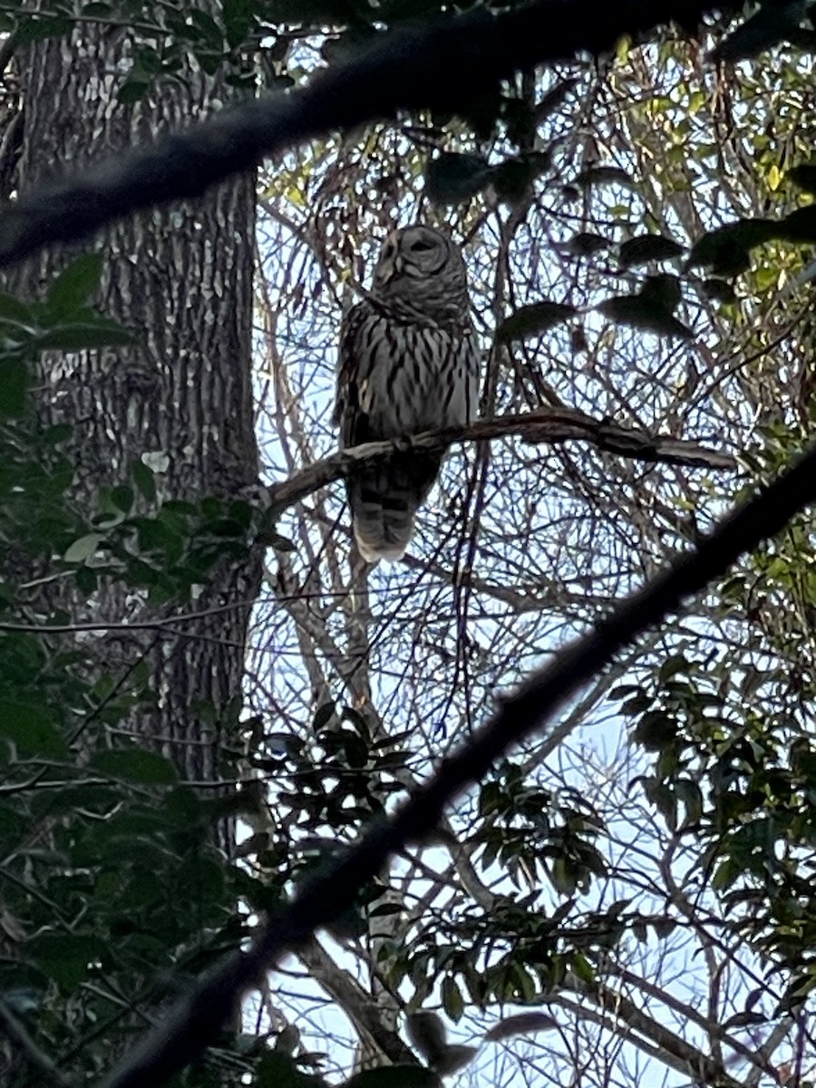 eBird Checklist - 24 Feb 2025 - Edith L. Moore Nature Sanctuary (UTC ...