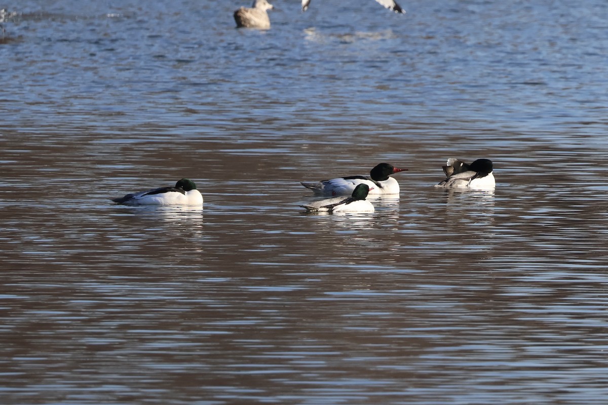 eBird Checklist - 24 Feb 2025 - Prospect Park - 41 species