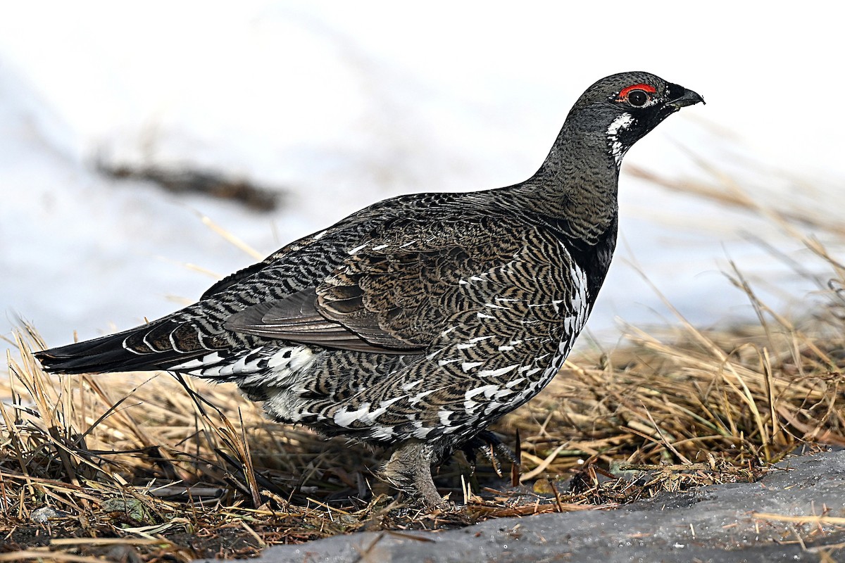 eBird Checklist - 24 Feb 2025 - Cynthia Area, Alberta, CA - 7 species