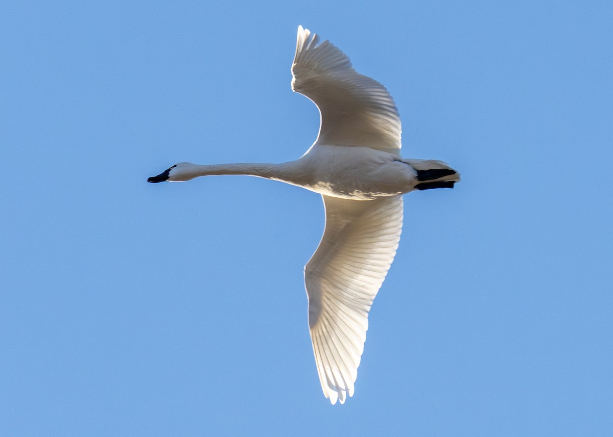 eBird Checklist - 23 Feb 2025 - Banner Marsh FWA--Bell's Landing ...