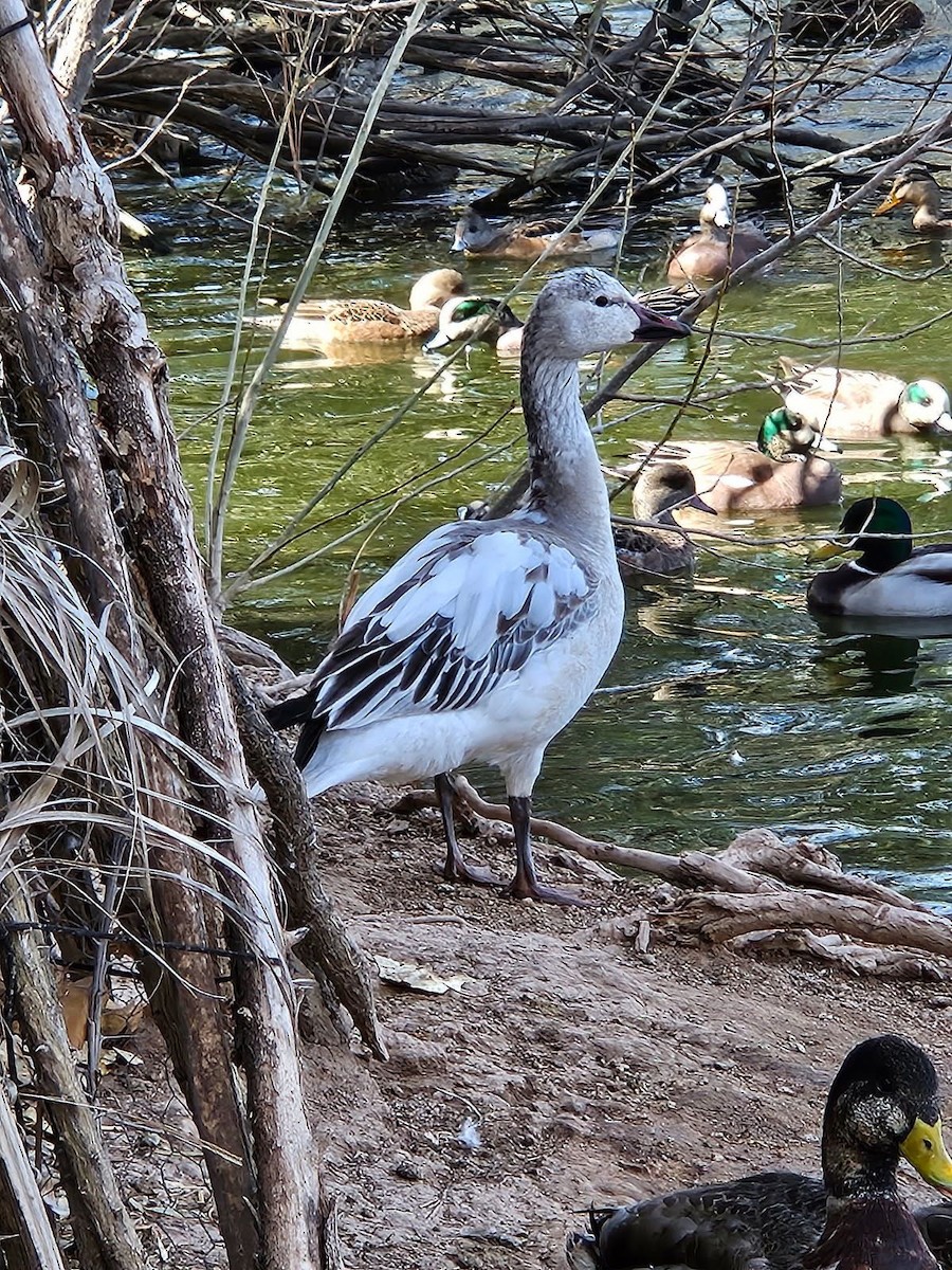 eBird Checklist - 20 Feb 2025 - Fort Lowell Park and Pantano Wash - 1 ...