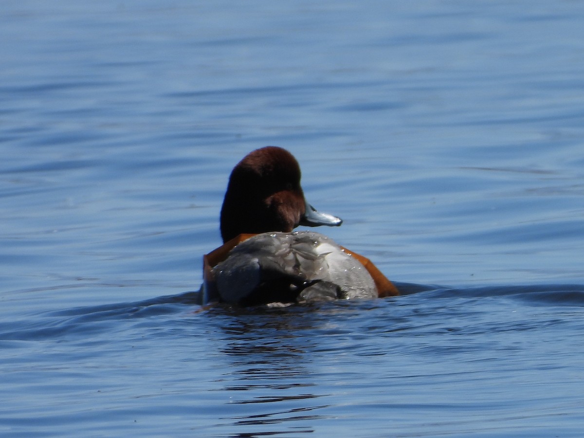eBird Checklist - 24 Feb 2025 - Piute Ponds (permit required) - 37 species