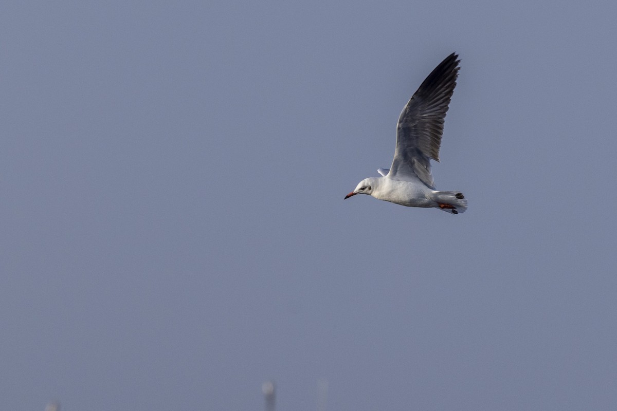eBird Checklist - 24 Feb 2025 - Arnala Jetty - 12 species