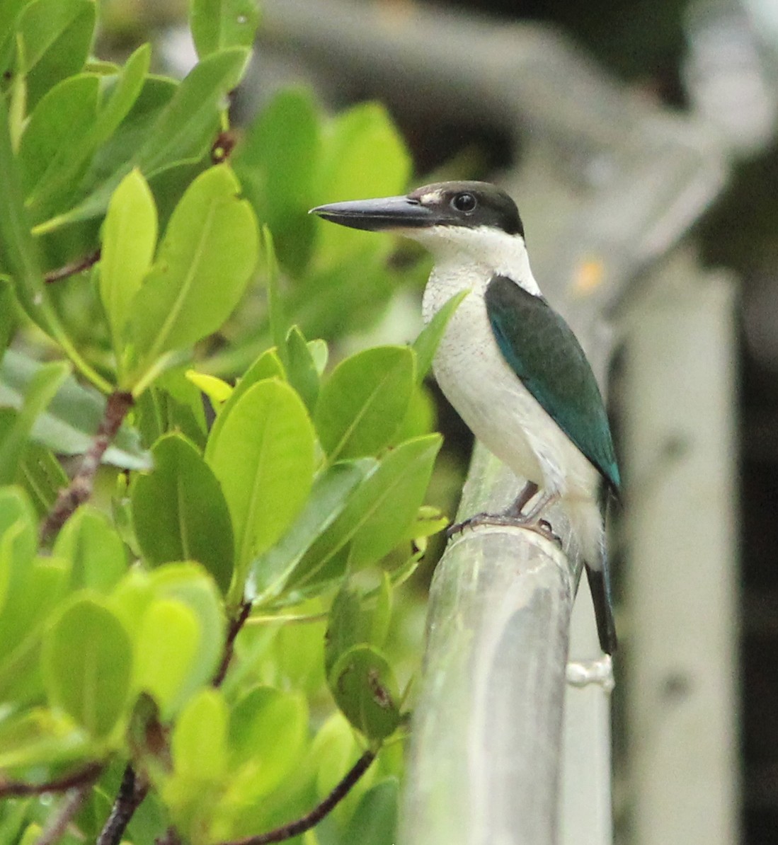 eBird Checklist - 16 Jan 2025 - East Point Mangrove Boardwalk - 32 species
