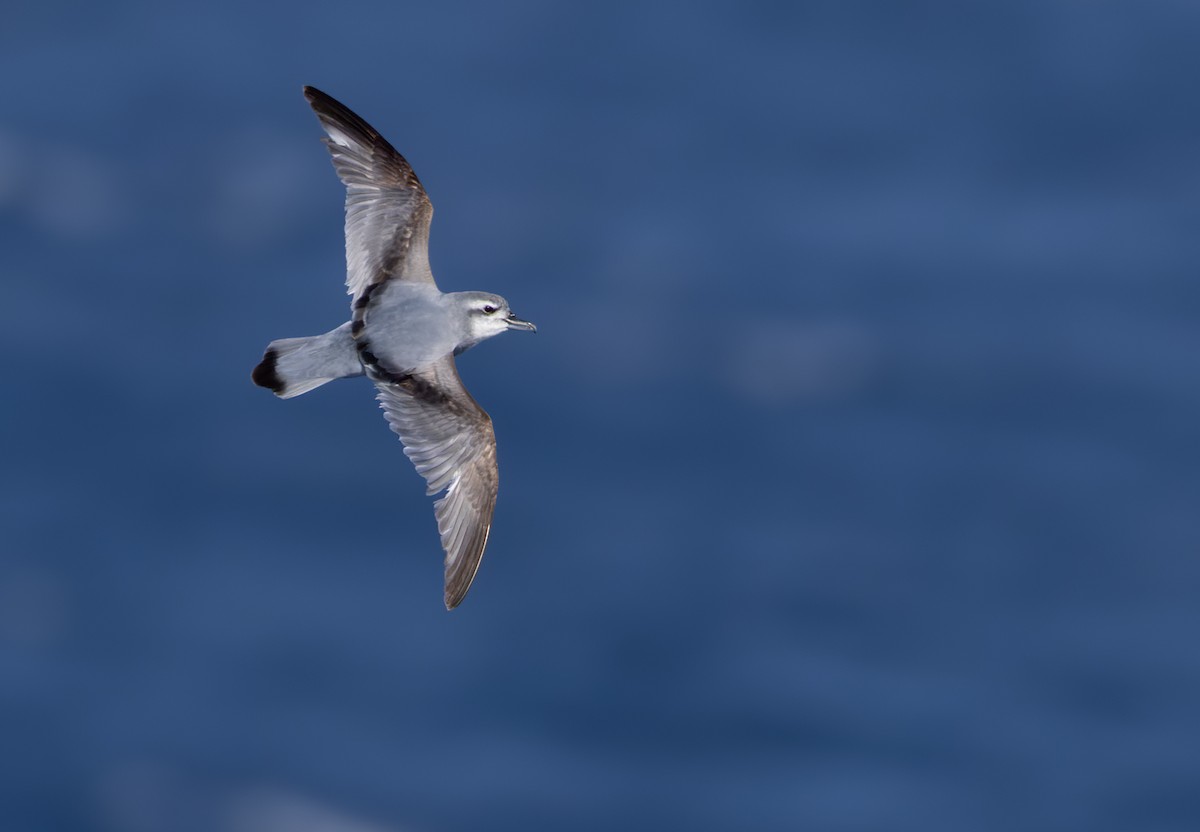 eBird Checklist - 27 Jan 2025 - Flock to Marion 2025 - 1 species