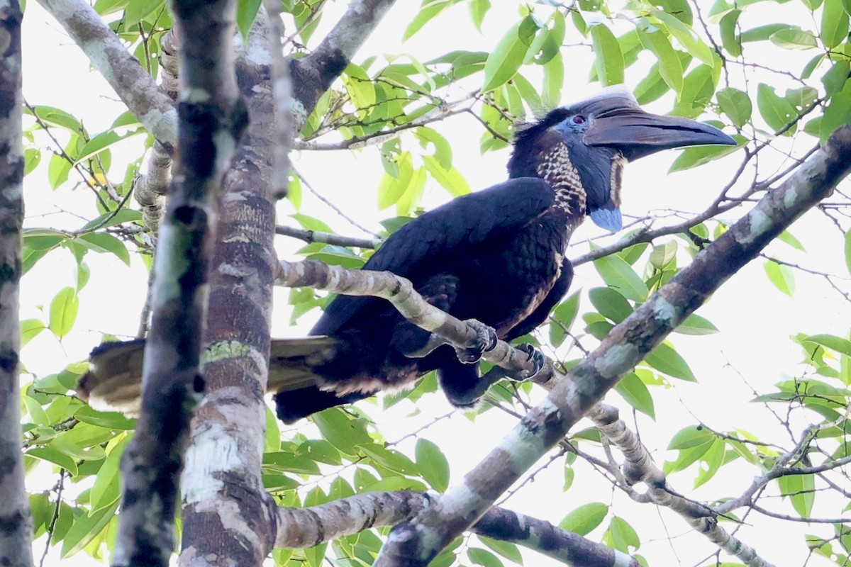eBird Checklist - 24 Feb 2025 - Gola Rainforest NP--North - 41 species
