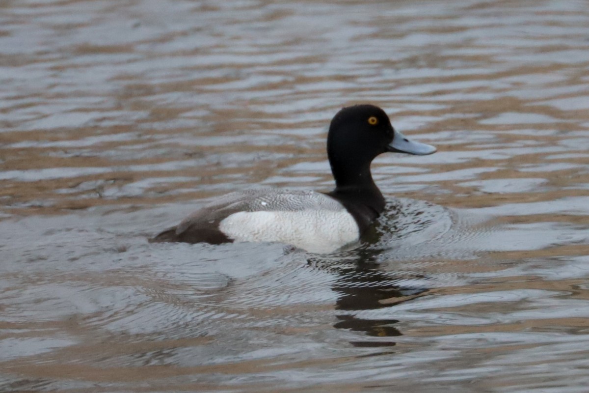 Pennsylvania Bird Atlas Checklist - 25 Feb 2025 - Millbrook Marsh ...