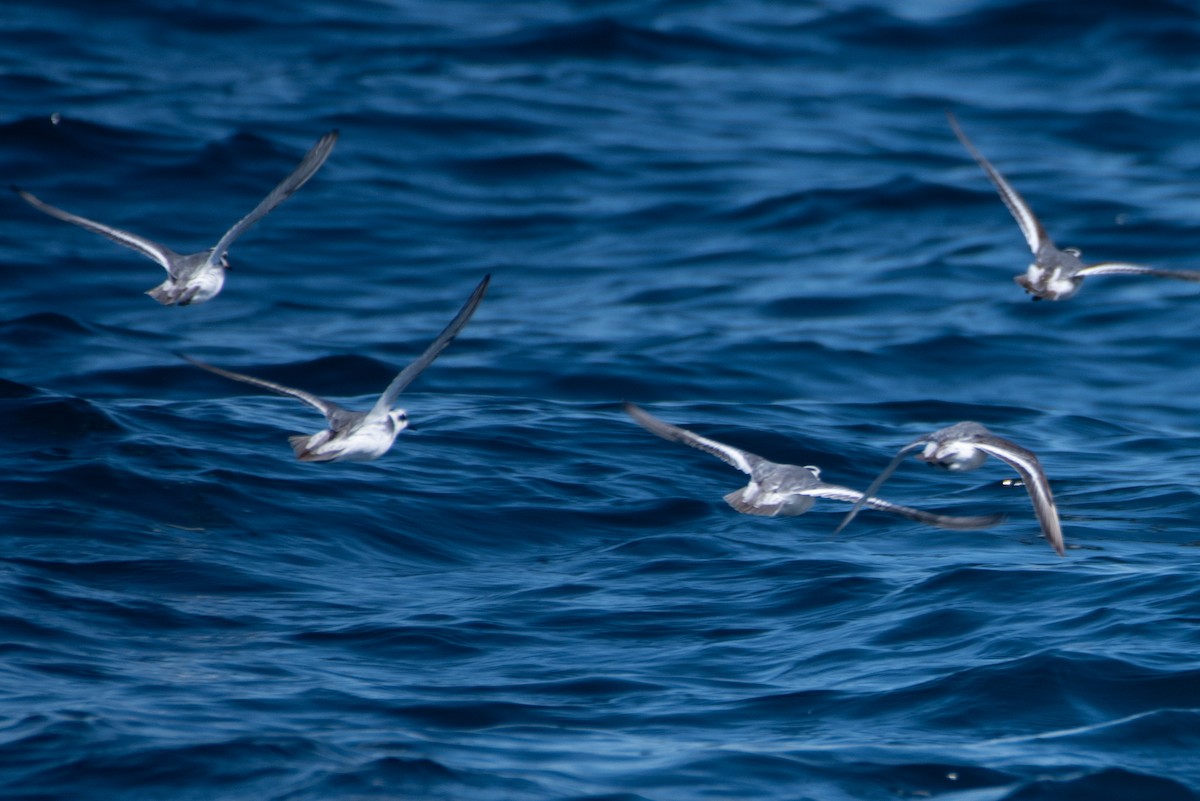 eBird Checklist - 23 Feb 2025 - Oregon Inlet--Winter Pelagic - 9 species