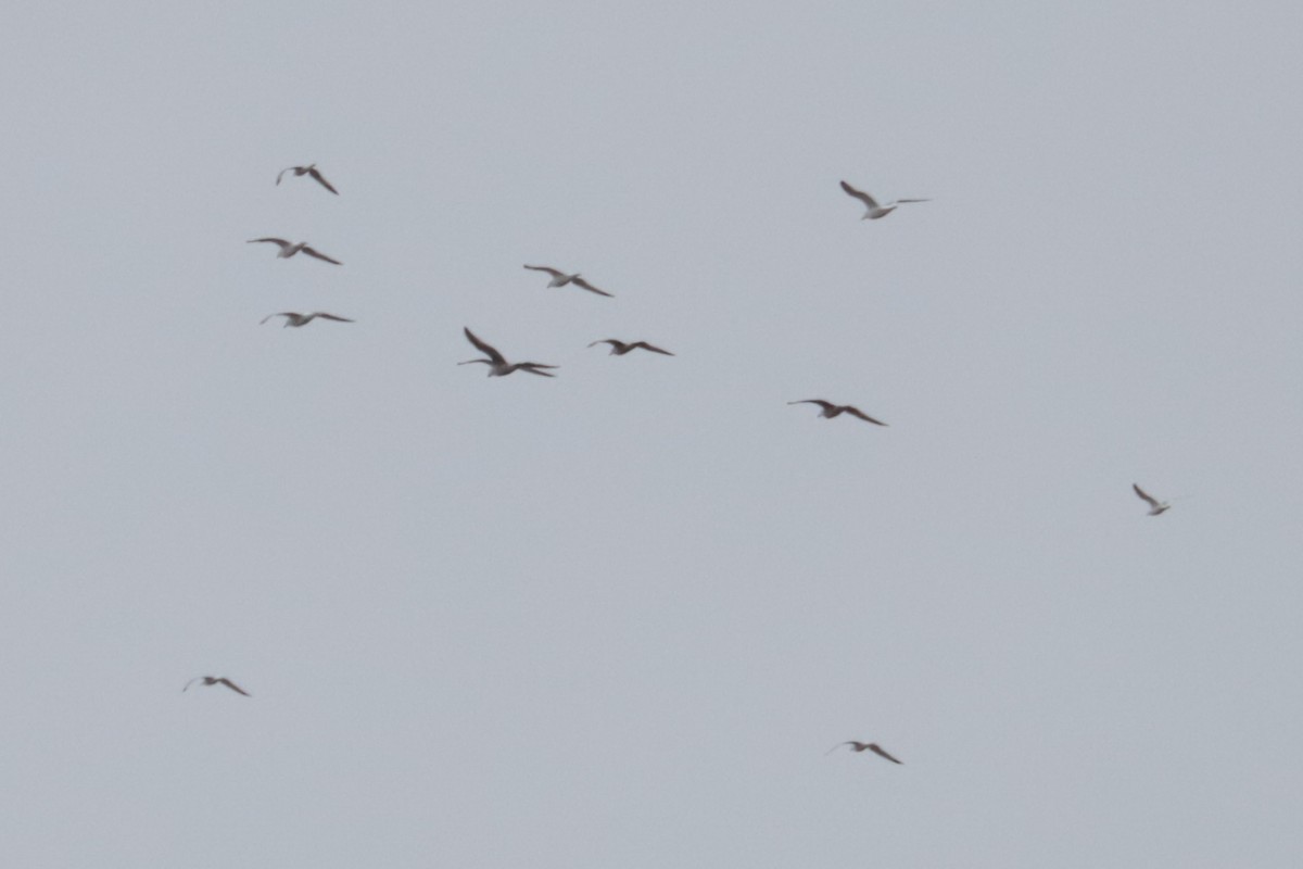 Pennsylvania Bird Atlas Checklist - 25 Feb 2025 - 399 Upper Georges Valley Rd, Spring Mills US ...