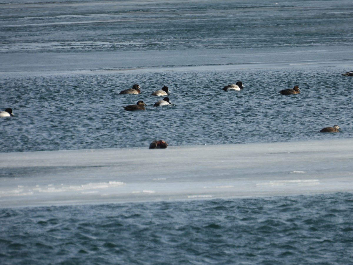 eBird Checklist - 24 Feb 2025 - Presque Isle SP--North Pier - 9 species (+1 other taxa)