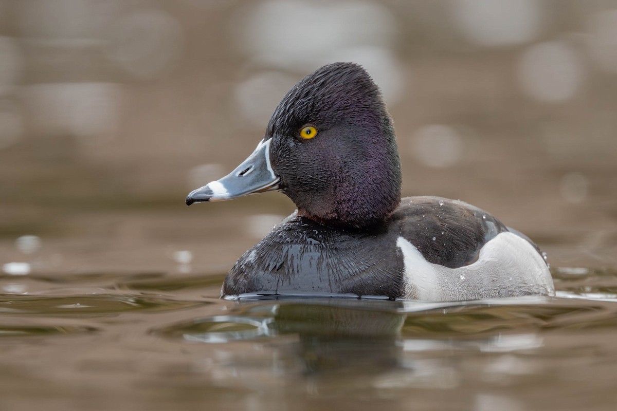 ML631273860 - Ring-necked Duck - Macaulay Library