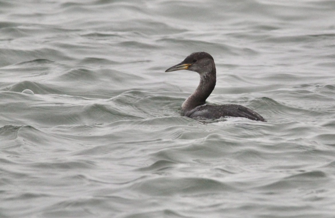 eBird Checklist - 25 Feb 2025 - Avalon--8th St. Jetty (Avalon Seawatch ...