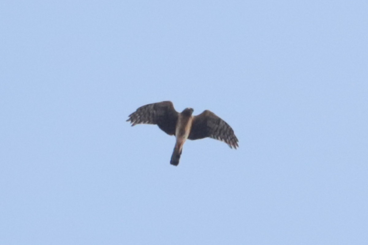 Pennsylvania Bird Atlas Checklist - 25 Feb 2025 - 399 Upper Georges Valley Rd, Spring Mills US ...