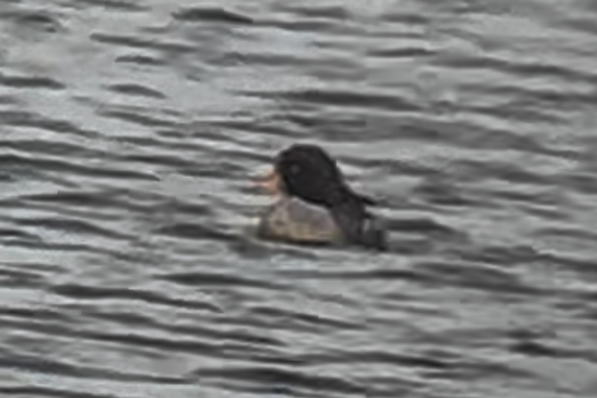 eBird Checklist - 24 Feb 2025 - Kimberly Point/Riverside Park - 15 species