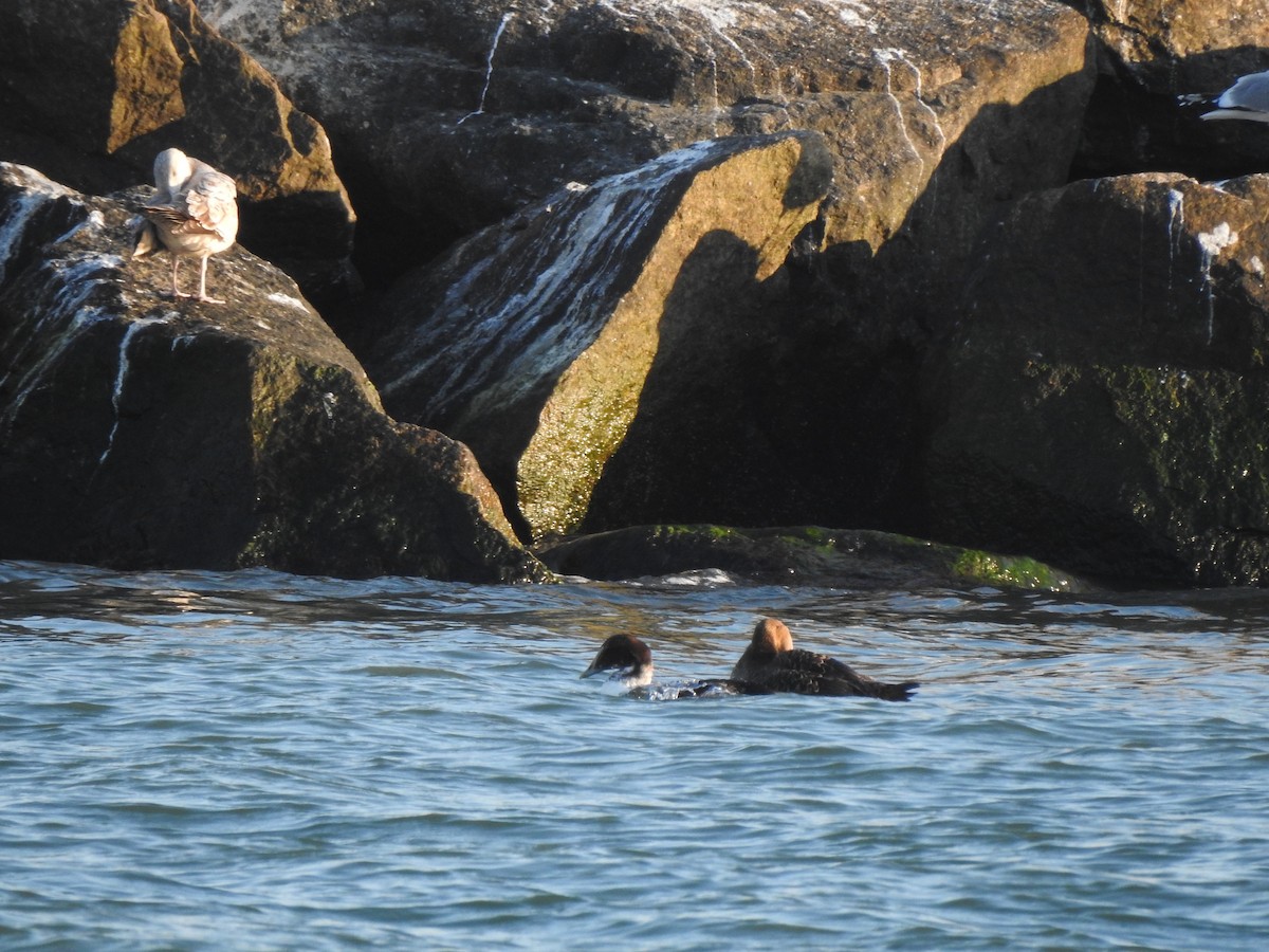 eBird Checklist - 25 Feb 2025 - Rudee Inlet - 7 species