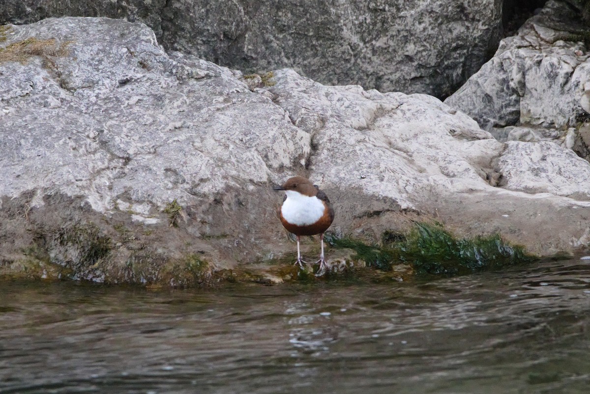 ML631283437 - White-throated Dipper - Macaulay Library