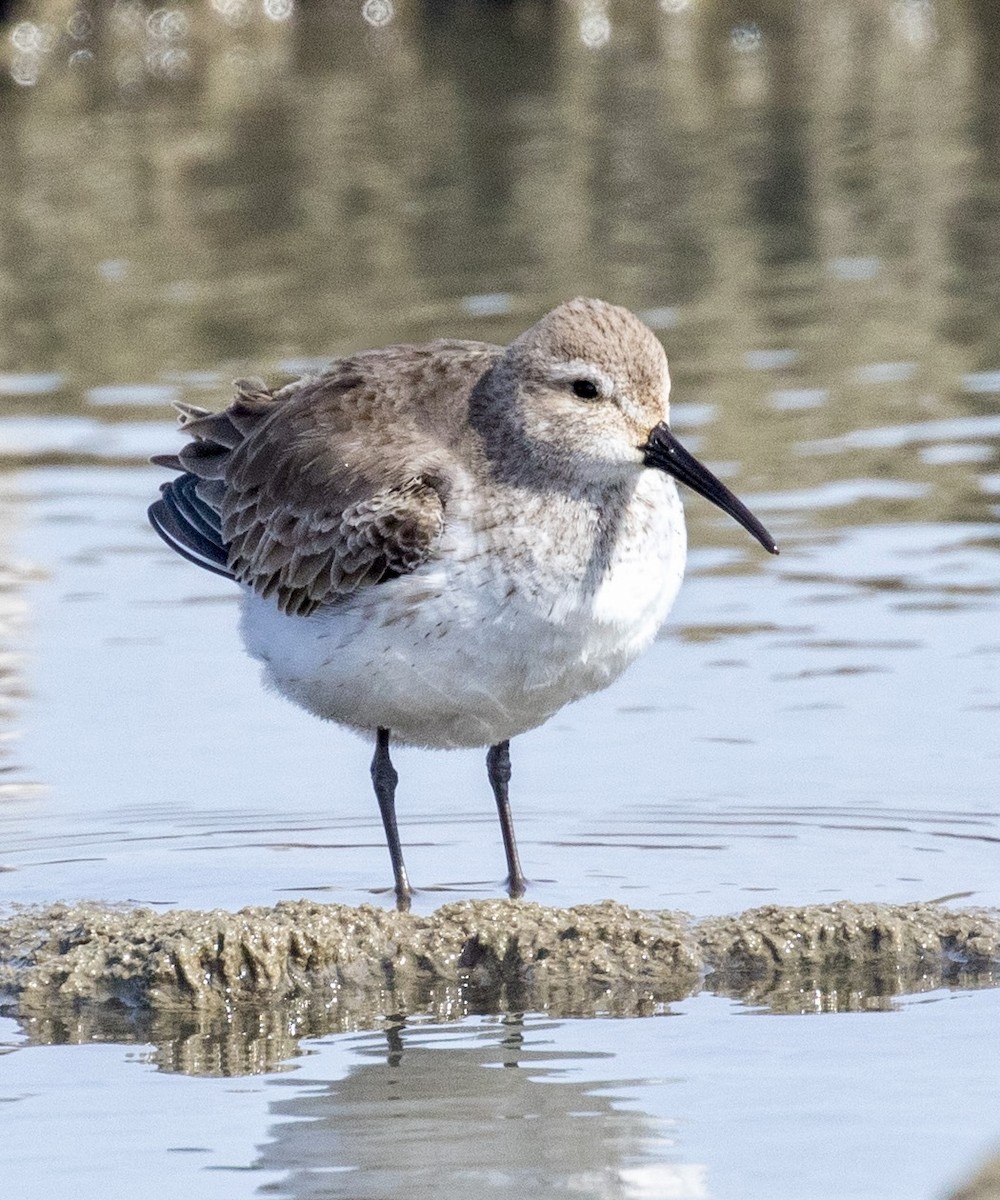 eBird Checklist - 25 Feb 2025 - Prime Hook NWR--Fowler Beach Rd./Fowler ...