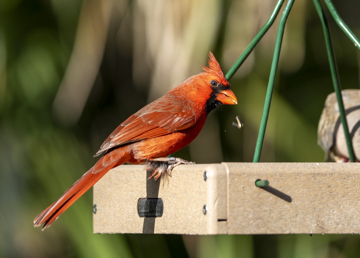 ML631285922 - Northern Cardinal - Macaulay Library