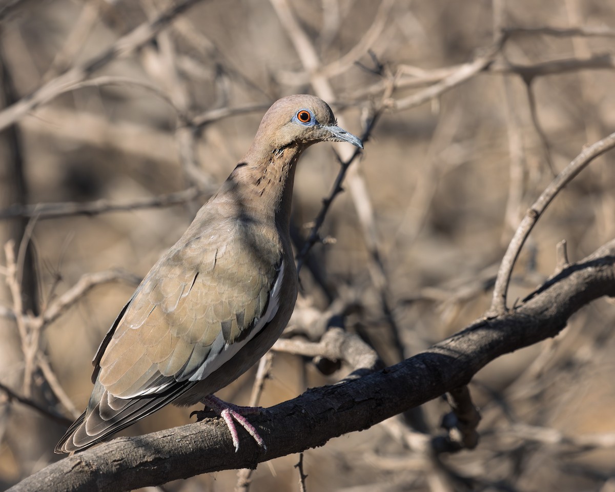 eBird Checklist - 25 Feb 2025 - I-20 Pond/Jenna Welch Nature Ctr. (FWTX ...