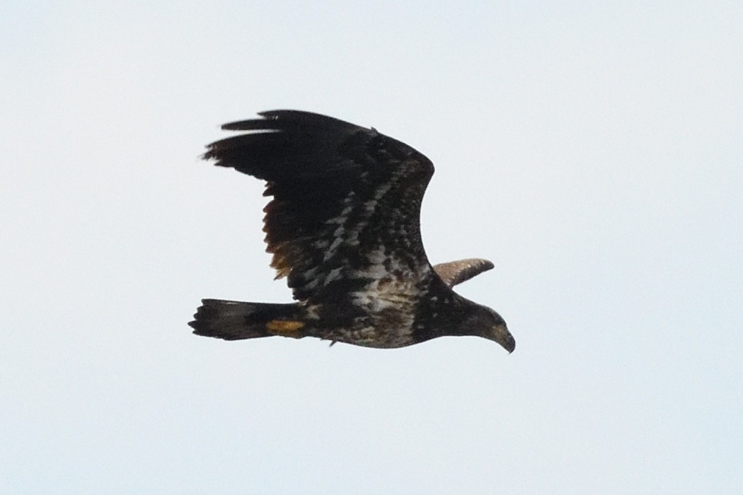 Pennsylvania Bird Atlas Checklist - 25 Feb 2025 - Martins Creek PPL ...