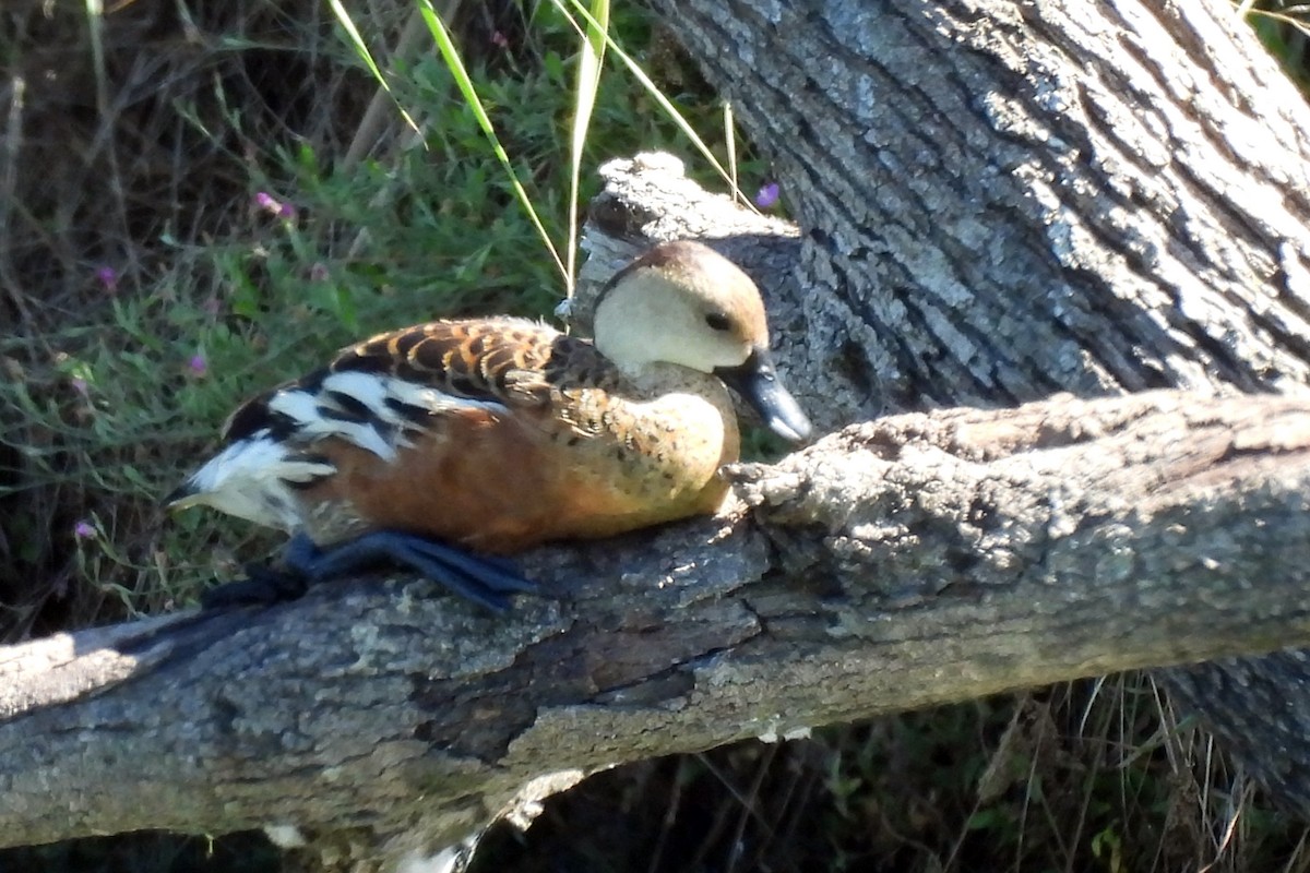eBird Checklist - 26 Feb 2025 - Inverell riverside walk and Macintyre ...