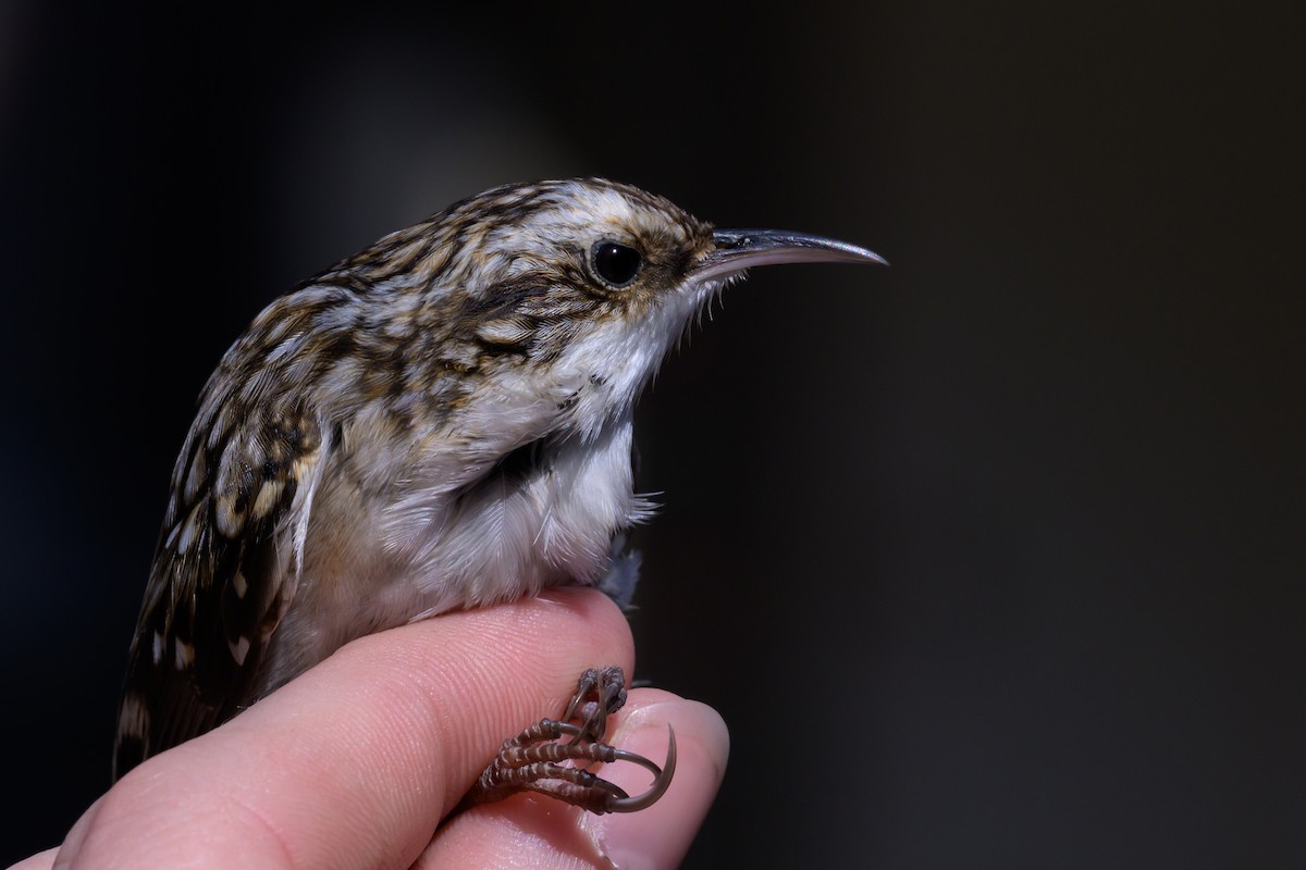eBird Checklist - 25 Feb 2025 - Warner Parks--Banding Station (banding ...