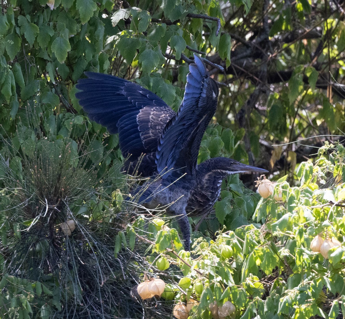 eBird Checklist - 26 Feb 2025 - Macquarie Rivulet Trail - 16 species