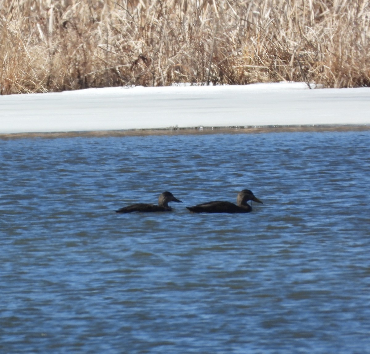 eBird Checklist - 25 Feb 2025 - Wilder Creek and Division Dr - 9 species