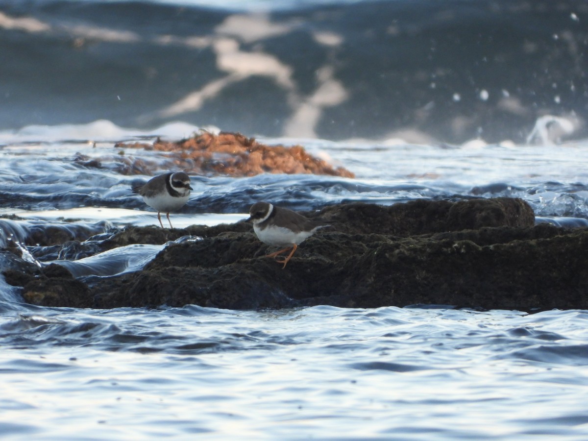 Israel Breeding Bird Atlas Checklist - 25 Feb 2025 - חוף בת ים - 14 species