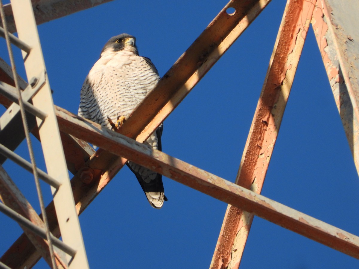 Israel Breeding Bird Atlas Checklist - 26 Feb 2025 - Kozalawsky Hill ...